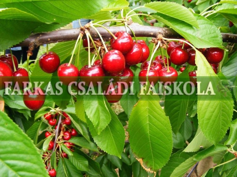 Cseresznye – Farkas Faiskola