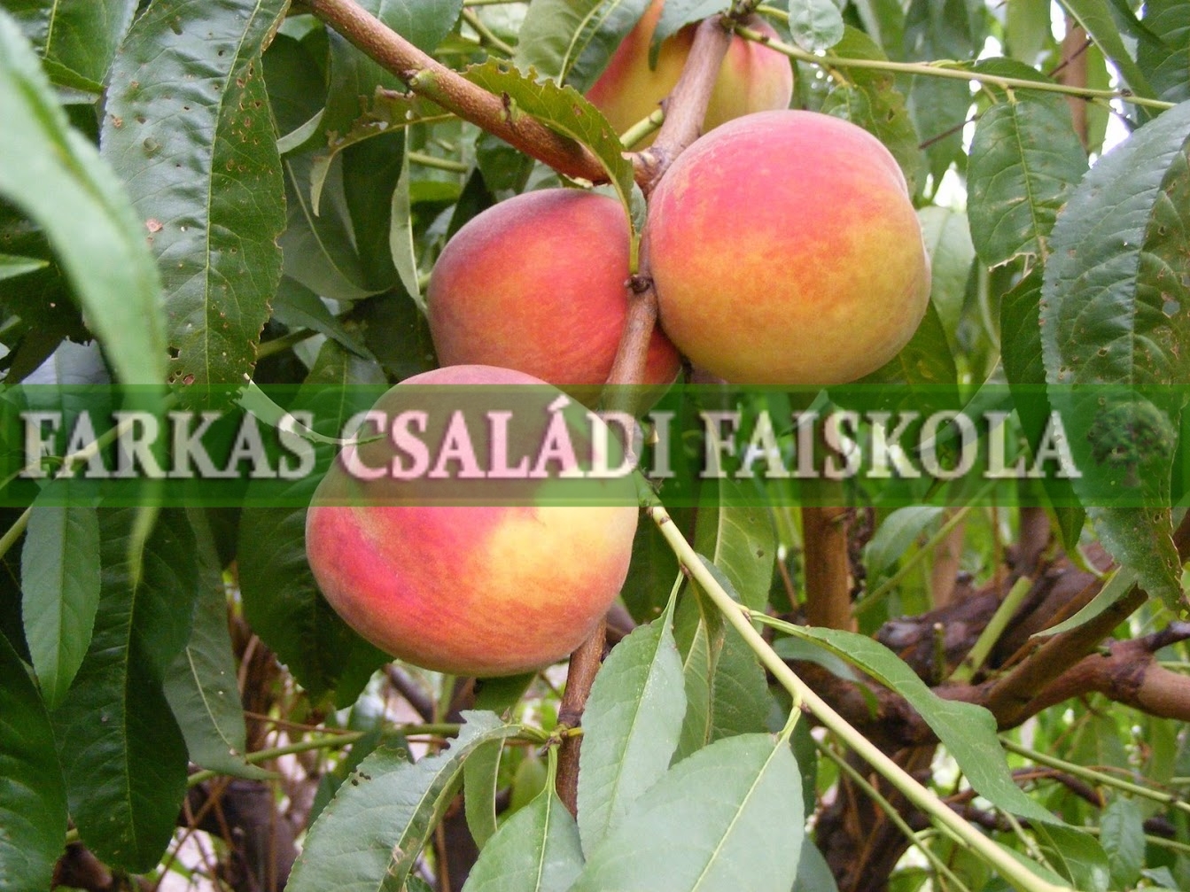 Őszibarack – Farkas Faiskola