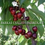 Cseresznye – Farkas Faiskola