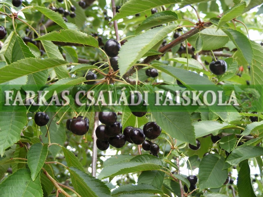Cseresznye – Farkas Faiskola