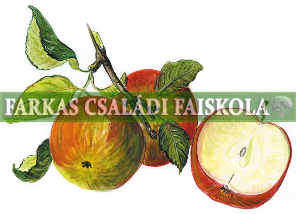 Almák – Farkas Faiskola