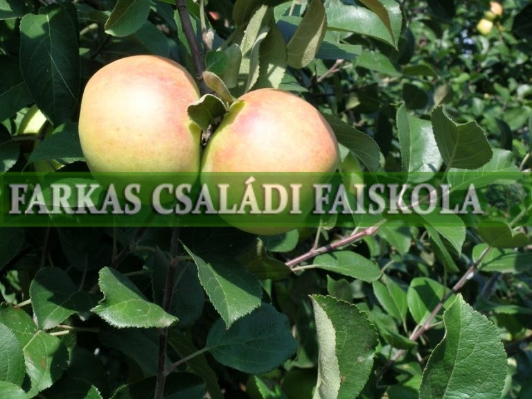 Almák – Farkas Faiskola