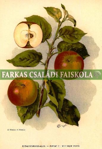 Almák – Farkas Faiskola