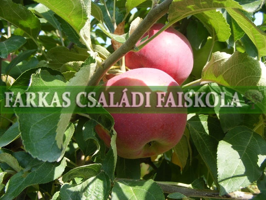 Almák – Farkas Faiskola
