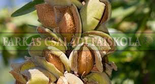 Mandula – Farkas Faiskola