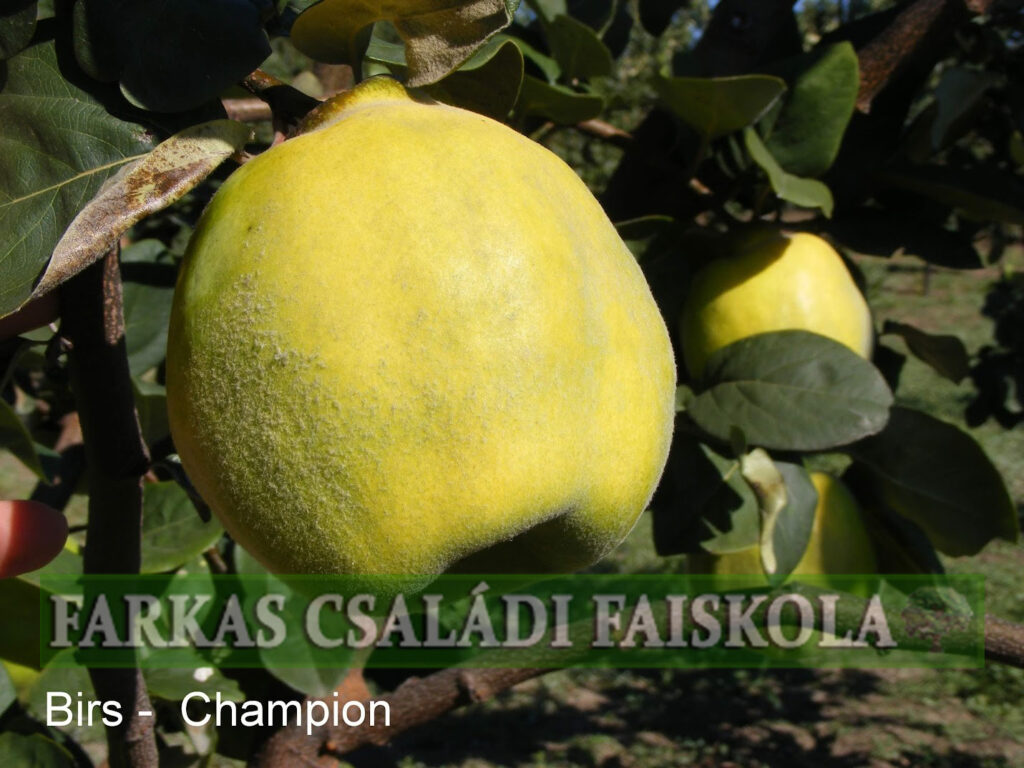 Birs – Farkas Faiskola